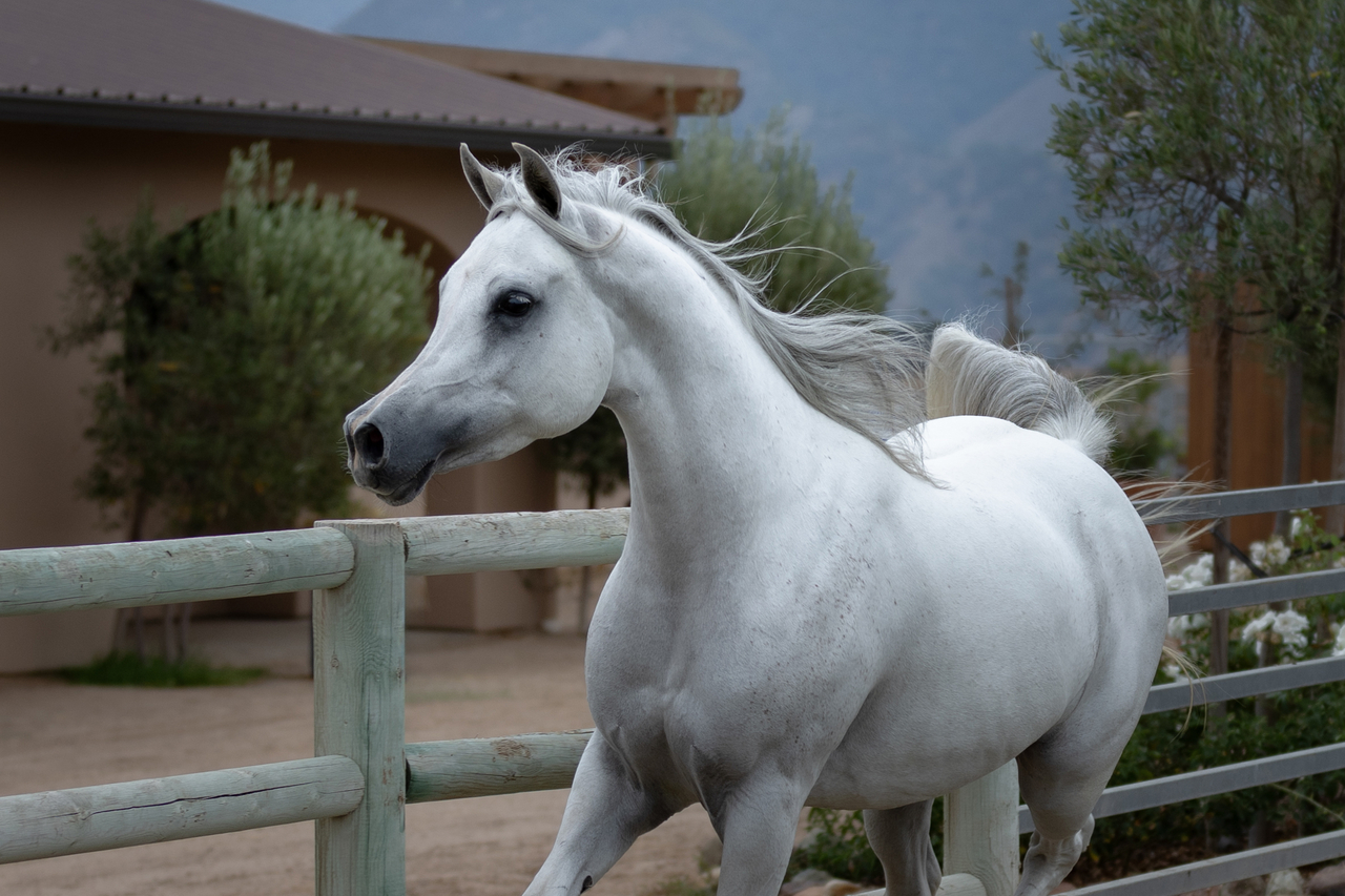 ZOBAYDA ALJASSIMYA | Aljassimya Farm